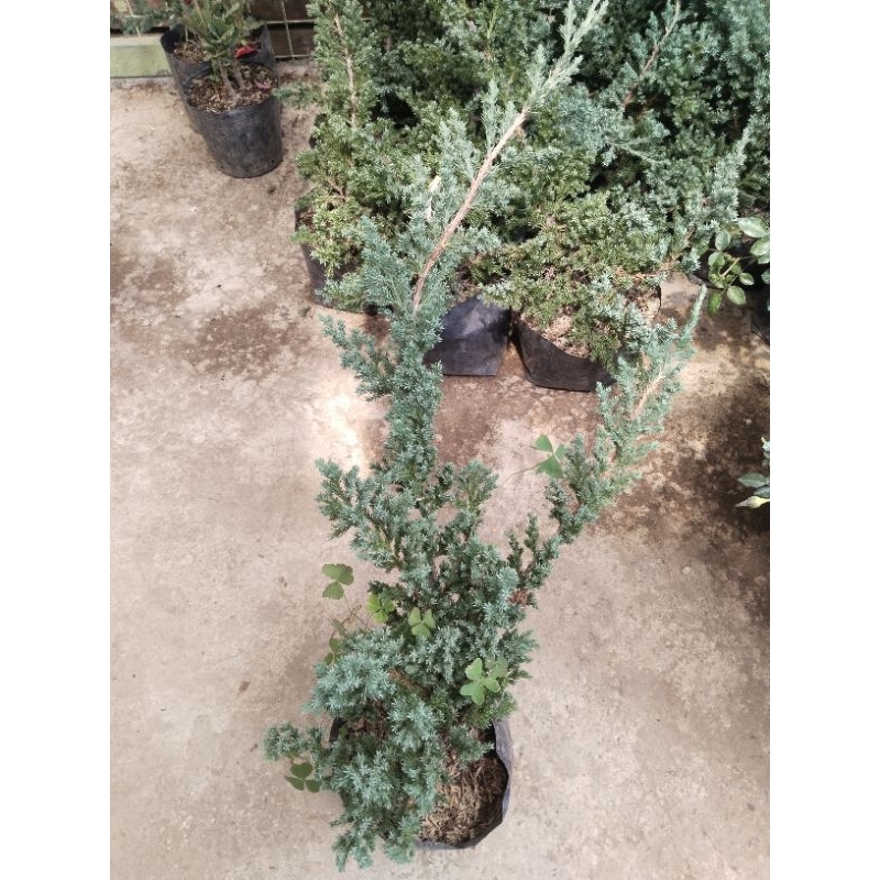 Juniper (Juniperus Procumbens) (garden decor) | Shopee Philippines