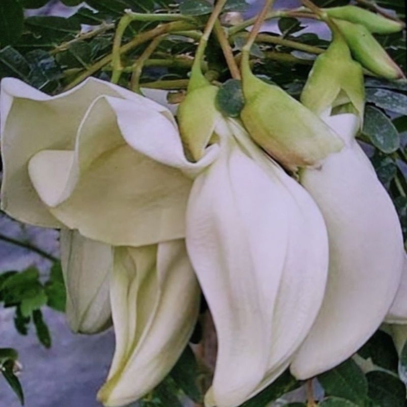 Katuray Cuttings (Per Piece) | Shopee Philippines