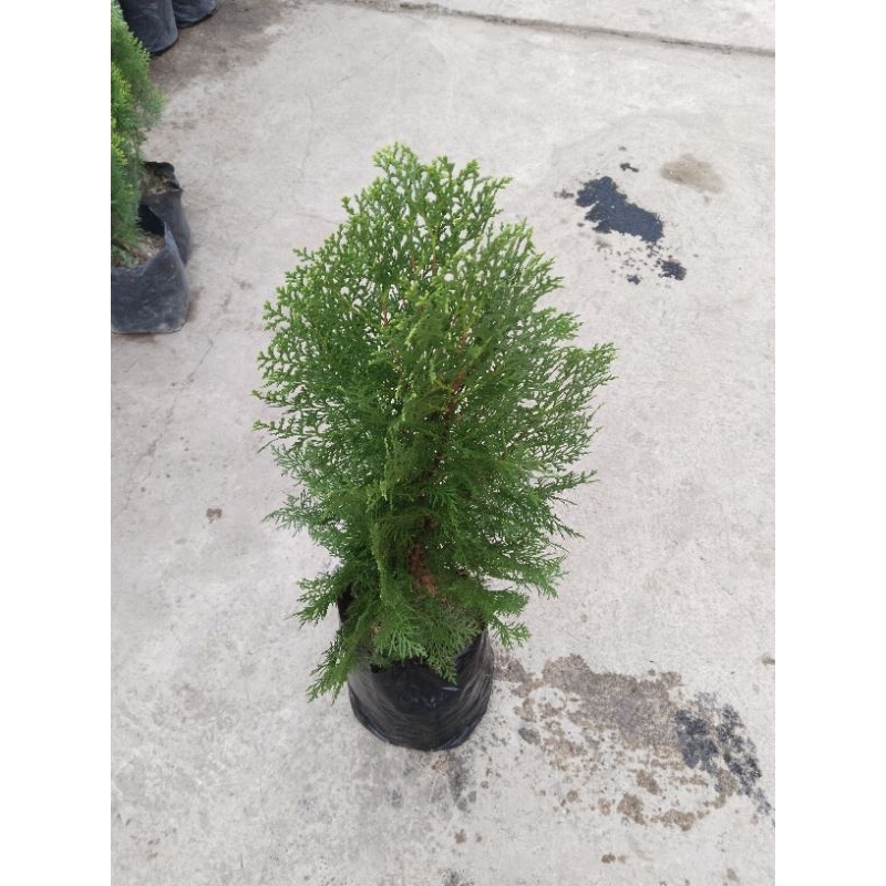Fan Cypress Tree (garden decor) | Shopee Philippines