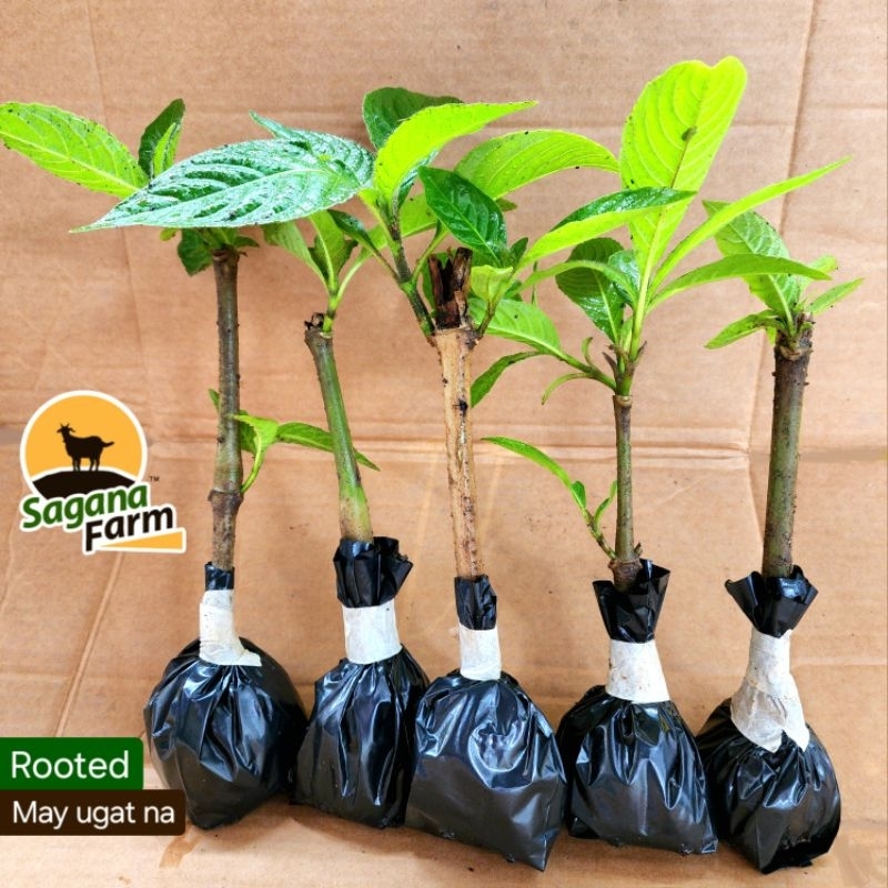 Live Madre de Agua 5pcs Rooted (may dahon at ugat na) Livestock Forage ...