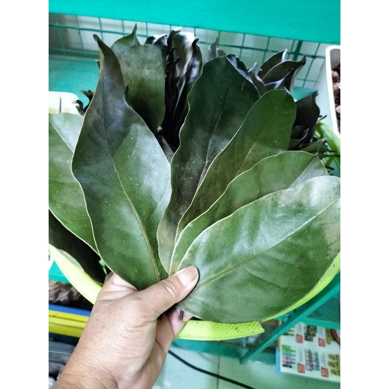 6 pieces tuyong dahon ng kurutan ni San Miguel | Shopee Philippines