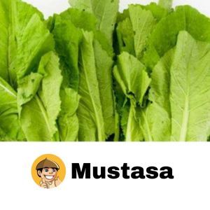 Vegetables Seeds kamatis talong pechay ampalaya sigarilyas upo lettuce ...