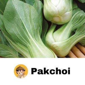 Vegetables Seeds kamatis talong pechay ampalaya sigarilyas upo lettuce ...