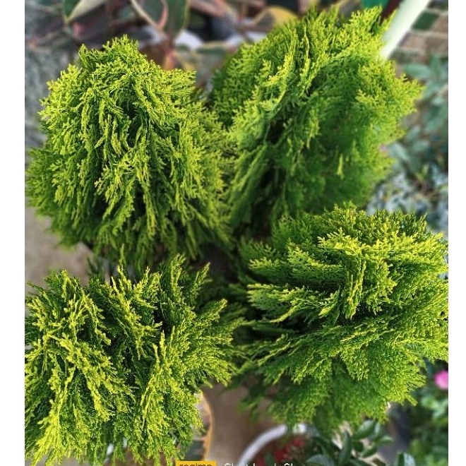 Fan cypress tree(air purifying plant) | Shopee Philippines