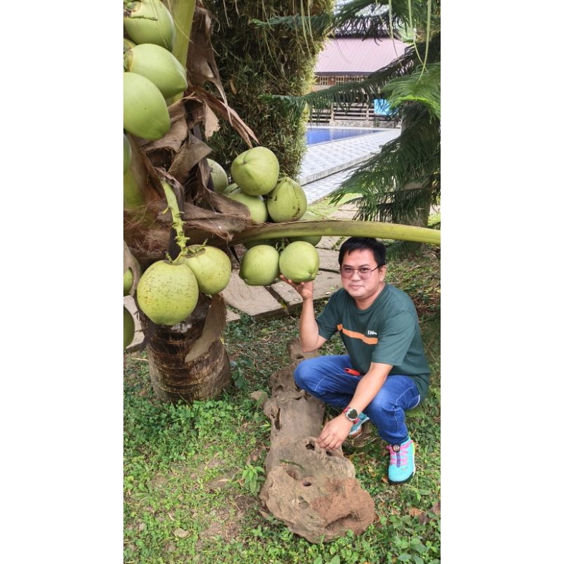 10PCS TACUNAN DWARF COCONUT SEEDLINGS | Shopee Philippines