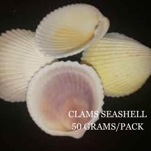 Real seashell, Clams seashells 50 grams/pack For your DIY Projects, And ...