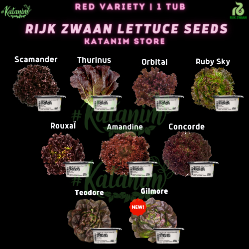 Katanim RED Variety Lettuce Seeds Collection 1 | PELLETIZED 1 TUB seeds ...
