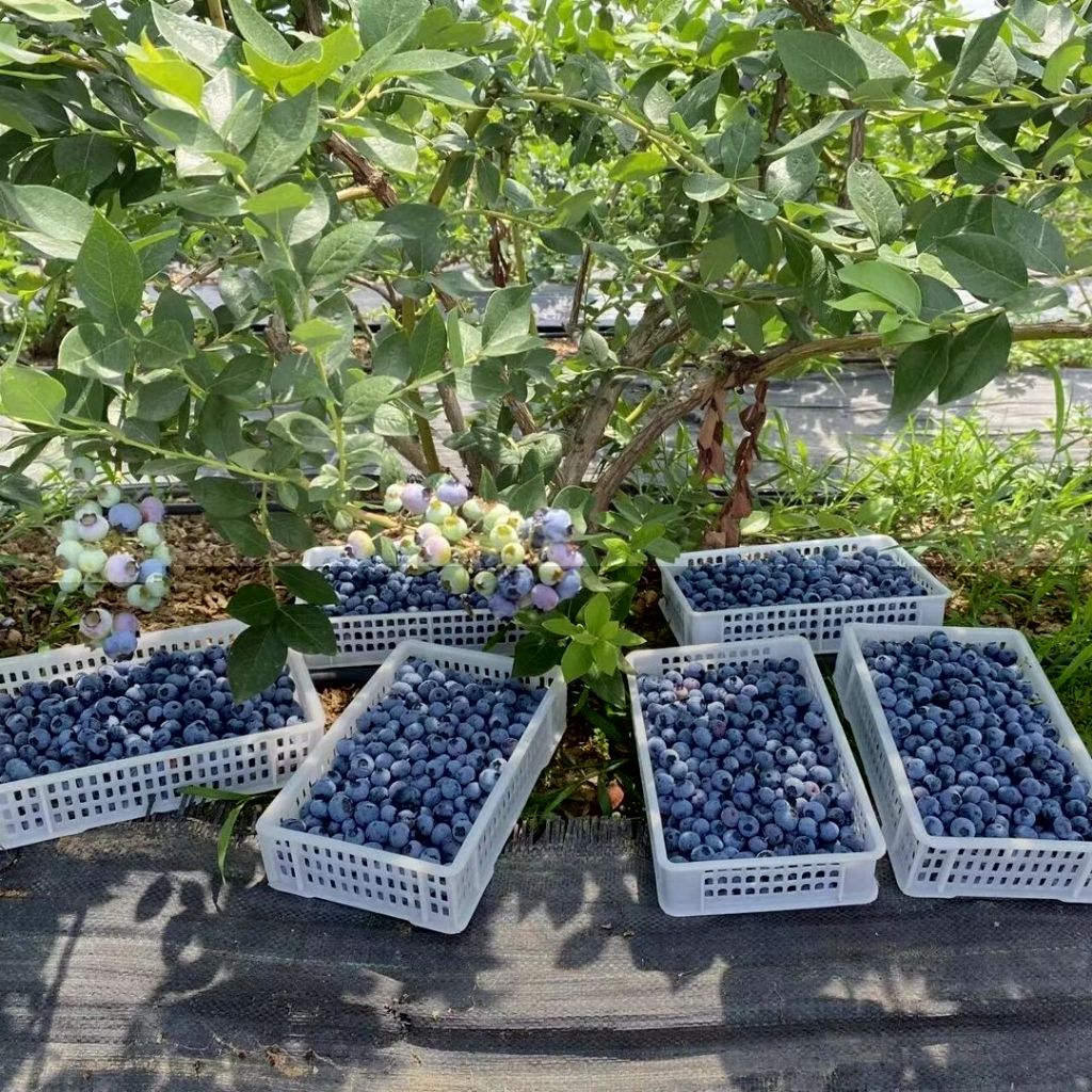 Heat resistant and high-quality large fruit blueberries, L25 blueberry ...
