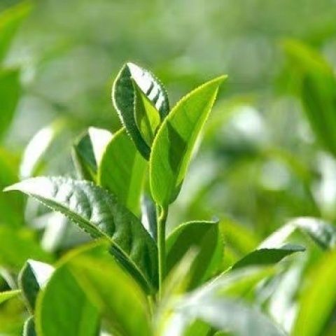 Tea, tea tree seeds, large-scale cultivation and planting | Shopee ...