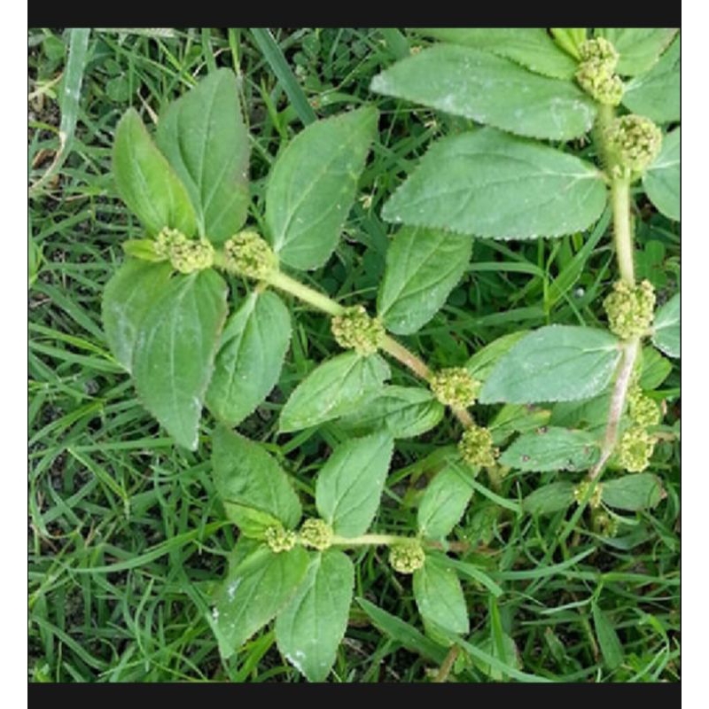 Tawa Tawa Plant /without root,,stem only(100grams)per order | Shopee ...
