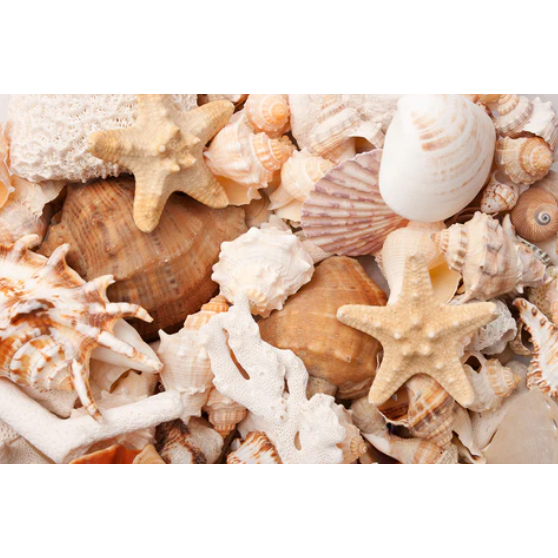 Large Shells Sold Per Piece | Shopee Philippines