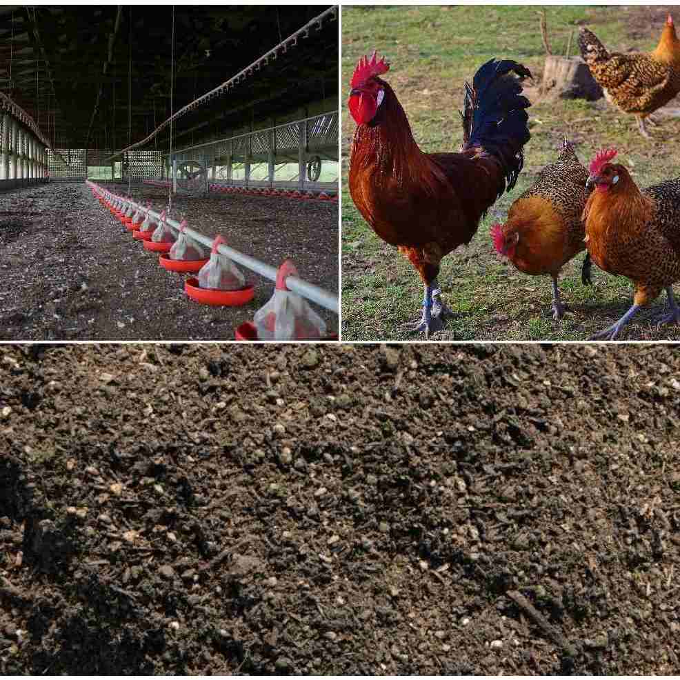 DRIED CHICKEN MANURE/ PATABA SA HALAMAN/ ORGANIC 1KILO PER PACK ...