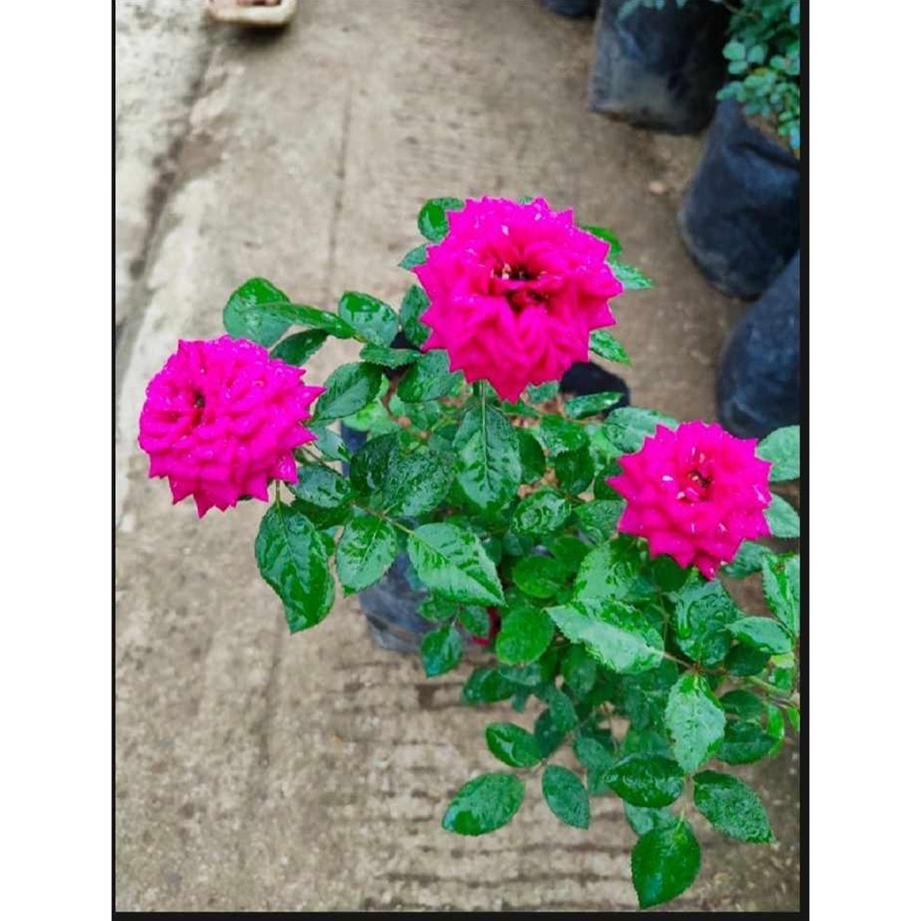 PitiMini Rose Pink Glamour (Live Plant- Limited Stocks) w FREE garden ...