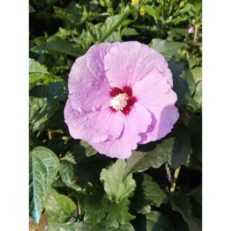 Rose Of Sharon Gumamela/Hibiscus Flowers (Luzon only) | Shopee Philippines