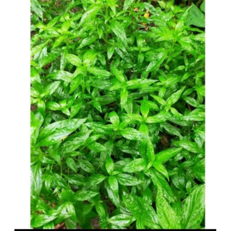Serpentina Leaves (100grams per pack) | Shopee Philippines