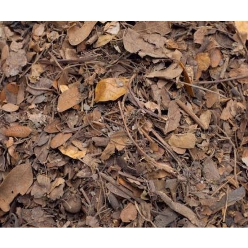 Assorted Dried Leaves/ Tuyong Dahon/ Organic Fertilizer | Shopee ...