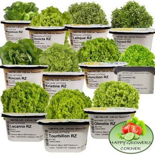 RIJK ZWAAN PREMIUM LETTUCE SEEDS (100 PILLS PER PACK) | Shopee Philippines