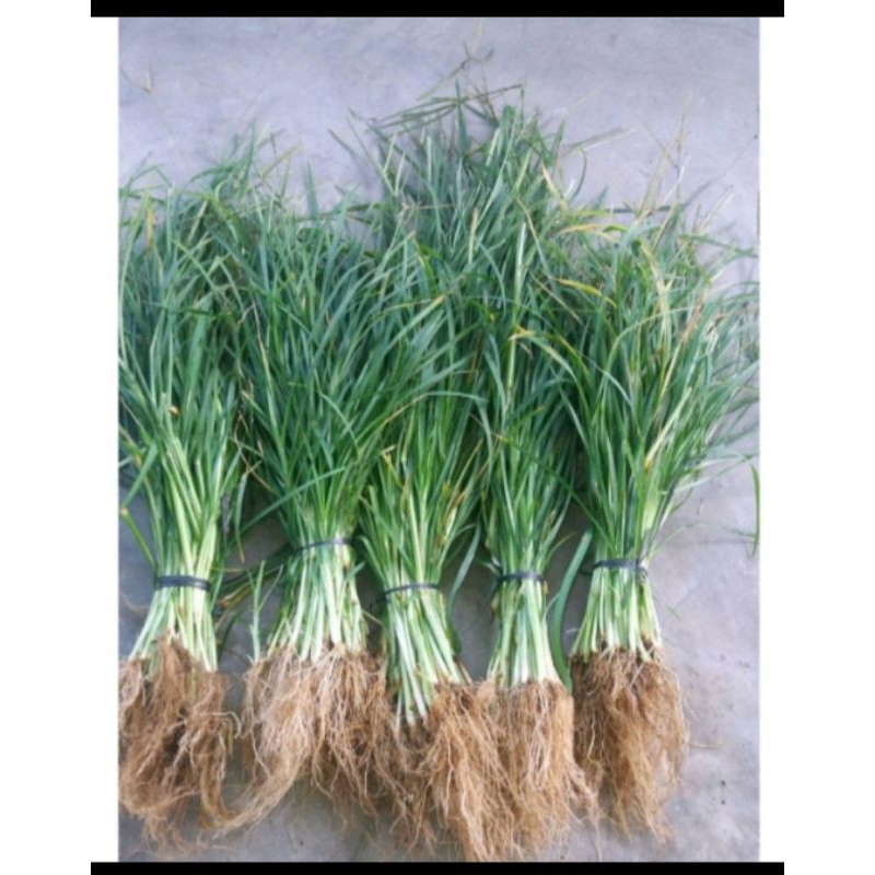 Paragis Herbal Grass (250grams) | Shopee Philippines