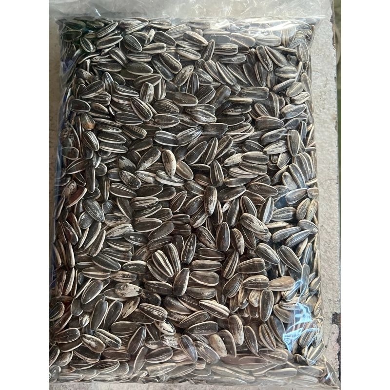 SUN FLOWER SEEDS RAW (JUMBO) 1 KILO | Shopee Philippines