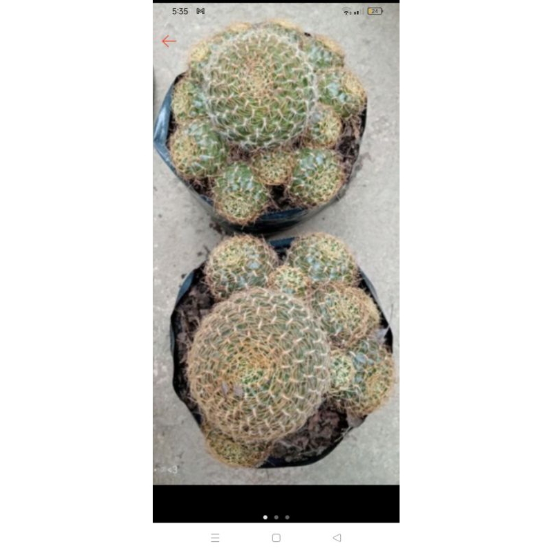 Cactus Rebutia Variety Collectibles | Shopee Philippines