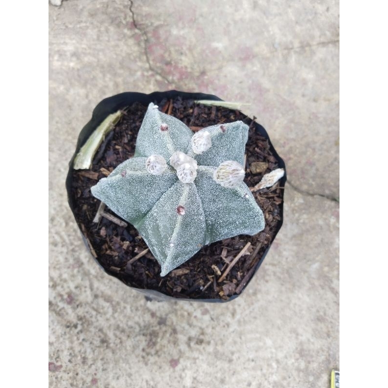 Astrophytum Bishop Cap (collectible type) | Shopee Philippines