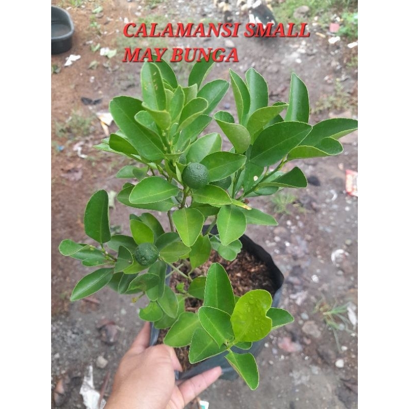 SMALL SIZE CALAMANSI FOR SALE | Shopee Philippines