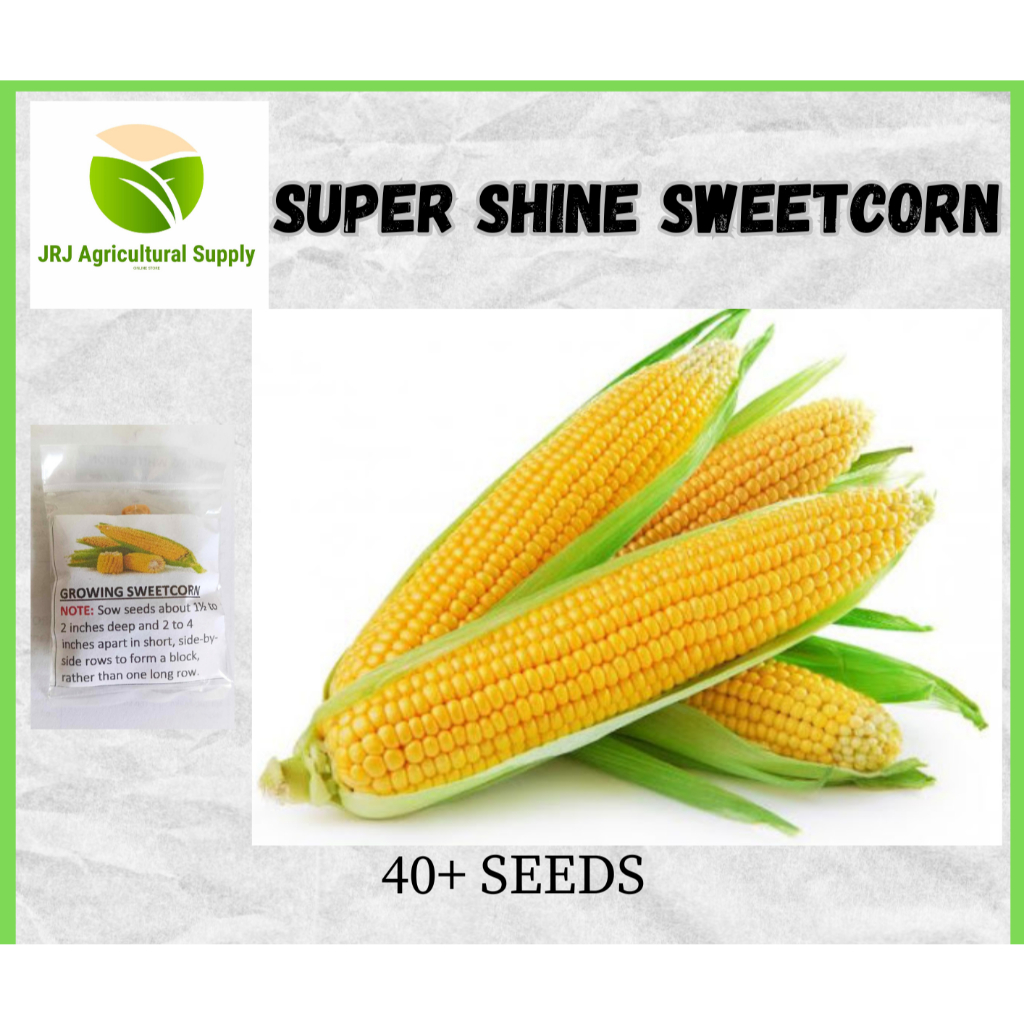 Sweet Corn Seeds / Super Sweet - 40pcs Seeds (1pack) | Shopee Philippines