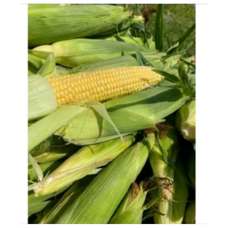 Hybrid Sweet Corn Seeds for Planting(500grams) | Shopee Philippines