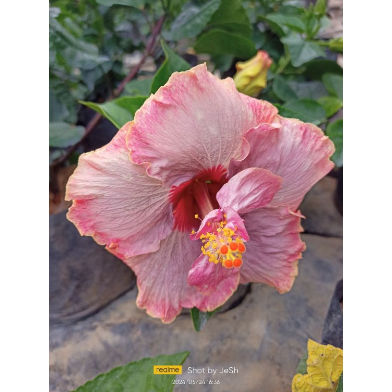 ALLURE HIBISCUS (POTTED) | Shopee Philippines