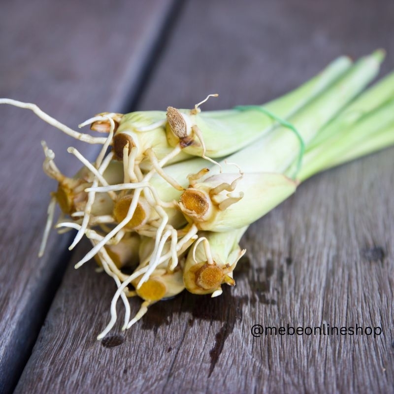 30pcs. Lemon Grass / Tanglad Bulbs [Pangtanim] (Luzon only) | Shopee ...
