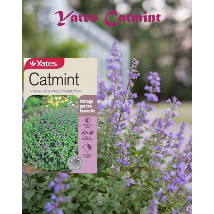 Yates Catmint Seeds Original PAckaging - Sold per Pack per Variety ...