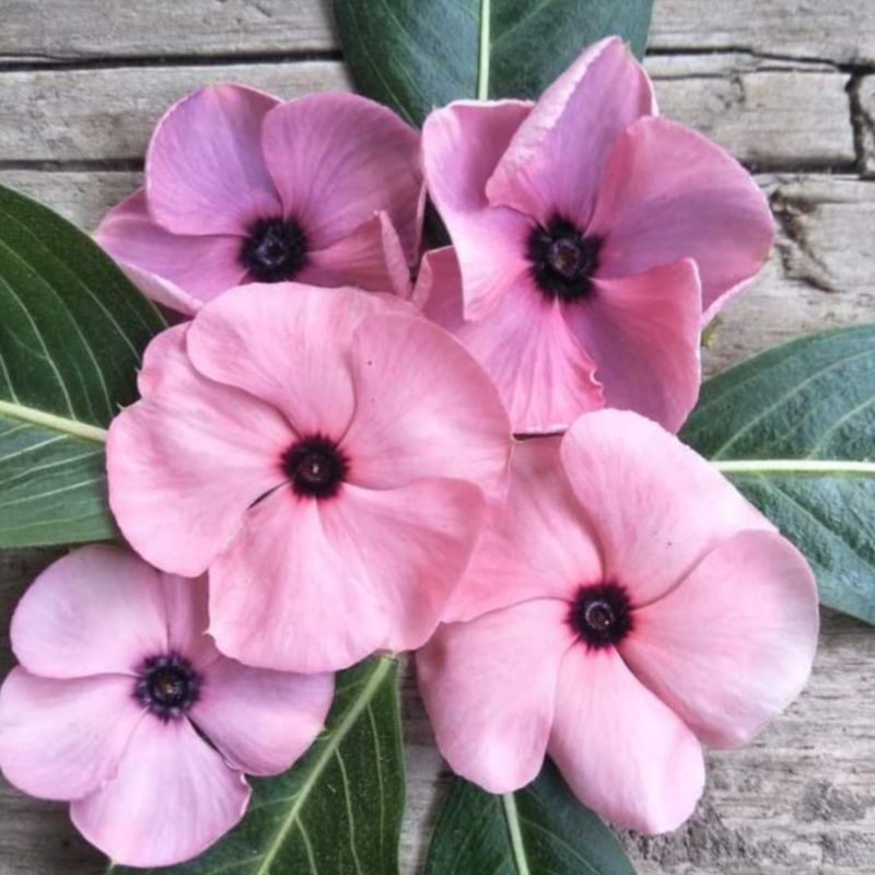 Periwinkle/Vinca Peach Variety #23 (10 seeds) | Shopee Philippines