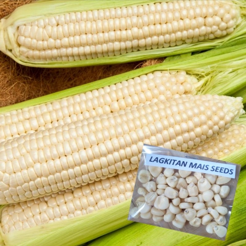 Lagkitan Mais Seeds (15Pcs/Pack) Waxy Corn | Shopee Philippines