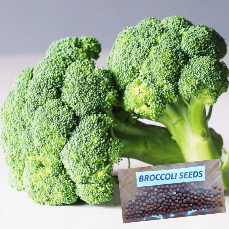 Broccoli 4 Seeds Per Pack | Shopee Philippines