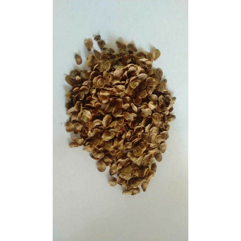 Sabidukong/Bagbagkong Seeds (20 pcs) | Shopee Philippines
