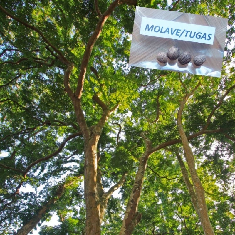 Molave Tugas Tree 4 Seeds Per Pack | Shopee Philippines