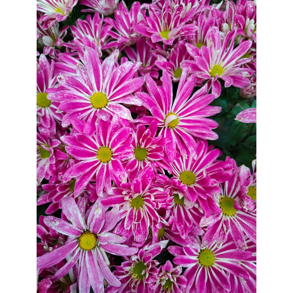 Malaysian Mum's Pink Promise (Live Plant) wFREE garden soil, plastic ...