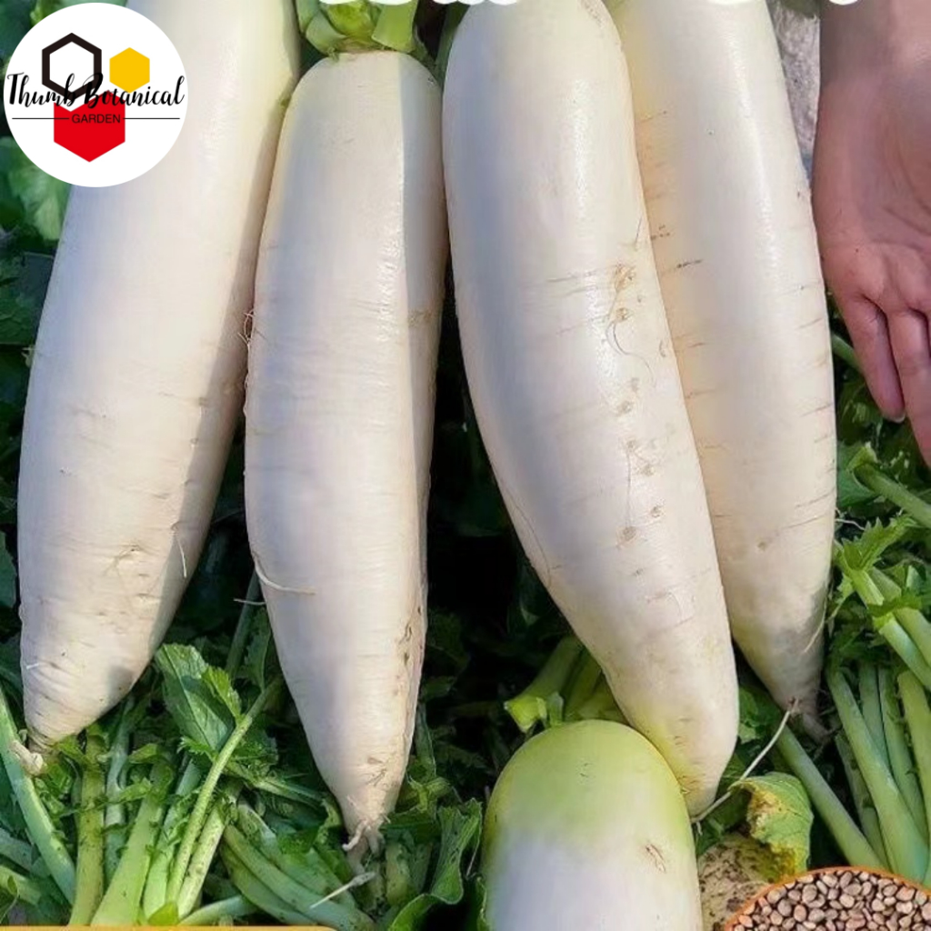 (300 seeds)SNOW WHITE RADISH VEGETABLE SEEDS | Shopee Philippines