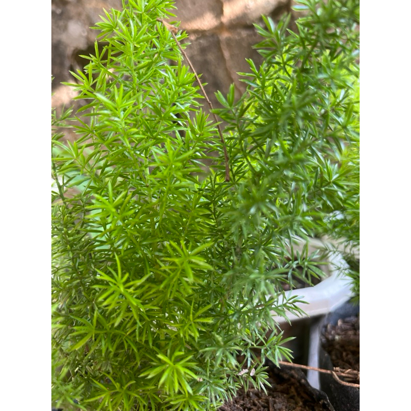 FOXTAIL FERN ESTABLISH (Multi stem) | Shopee Philippines
