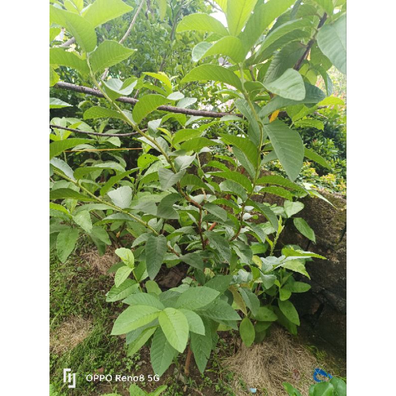 Dahon ng Bayabas- Pang langgas 1pack | Shopee Philippines