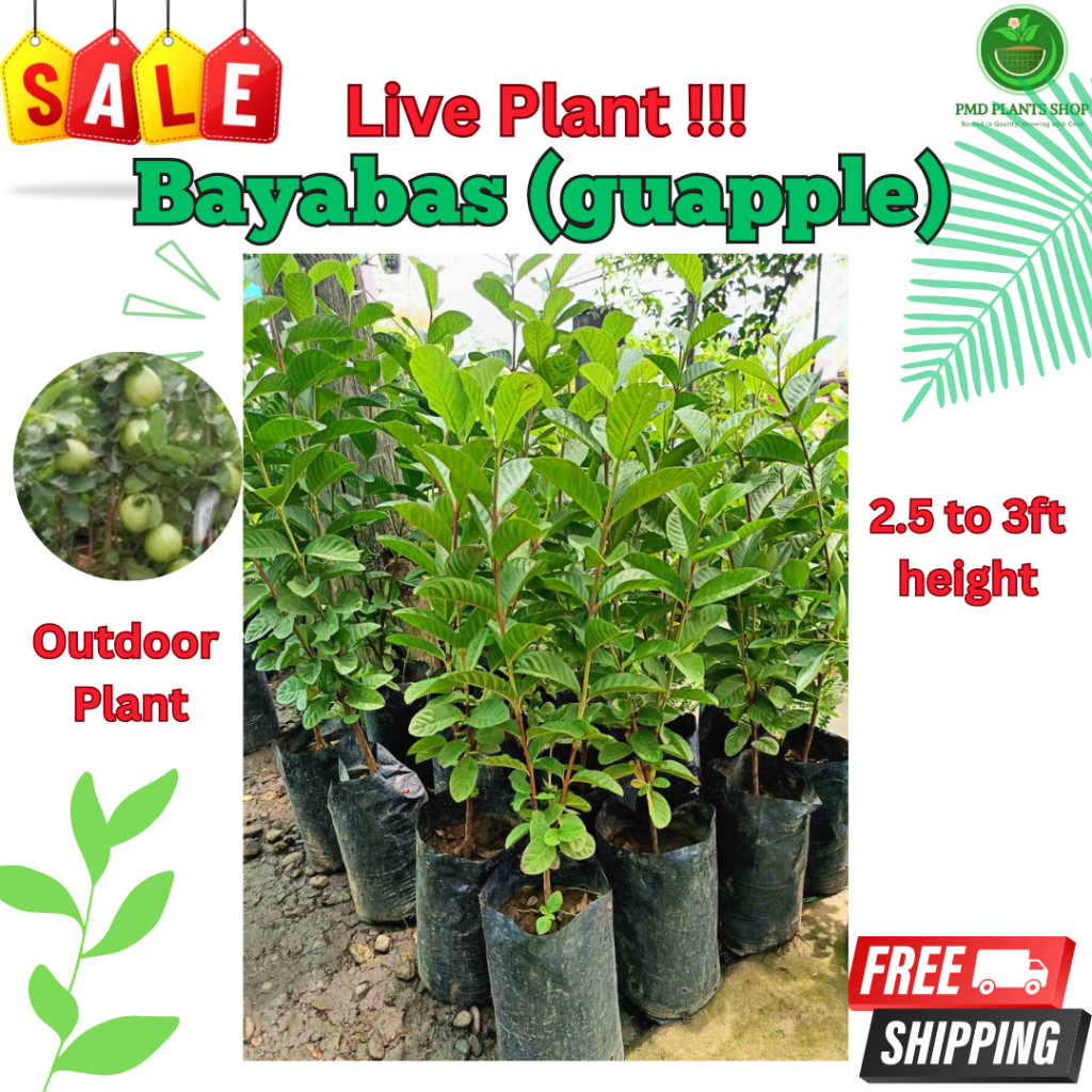 Bayabas tree (Guapple) outdoor plant I well established I 2 to 2.5ft height | Shopee Philippines