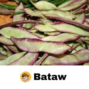 Vegetables Seeds kamatis talong pechay ampalaya sigarilyas upo lettuce ...