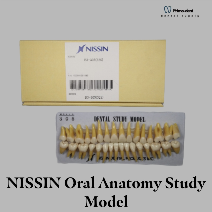 NISSIN Oral Anatomy Study Model | Shopee Philippines