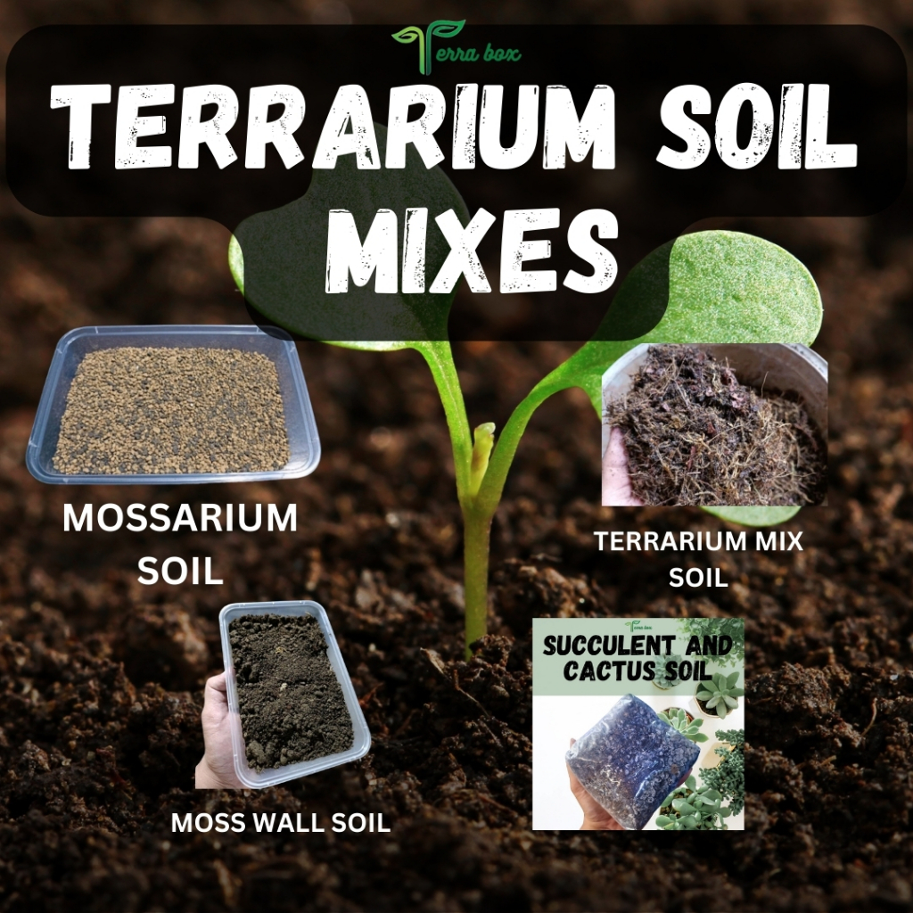 TERRA BOX MIX SOILS - TERRARIUM MIX SOIL, SUCCULENT AND CACTUS SOIL ...