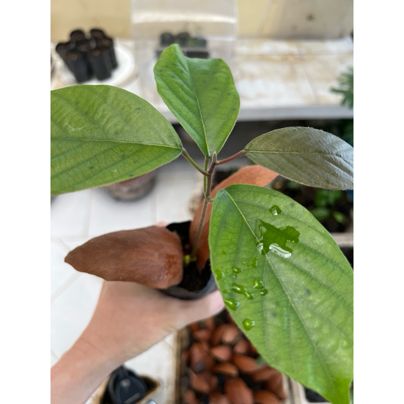 Apitong Keruing Dipterocarpus grandiflorus Philippine Native Tree in ...