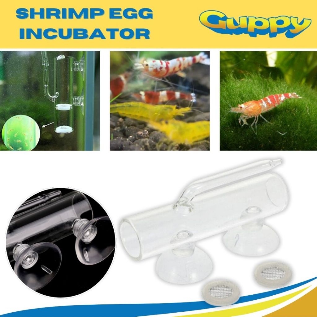 Shrimp Egg Glass Incubator Egg Hatching Tumbler Incubator Aquarium ...