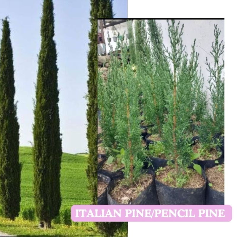 Italian Cypress | Italian Pine | Pencil Pine Heat Resistant Quality ...
