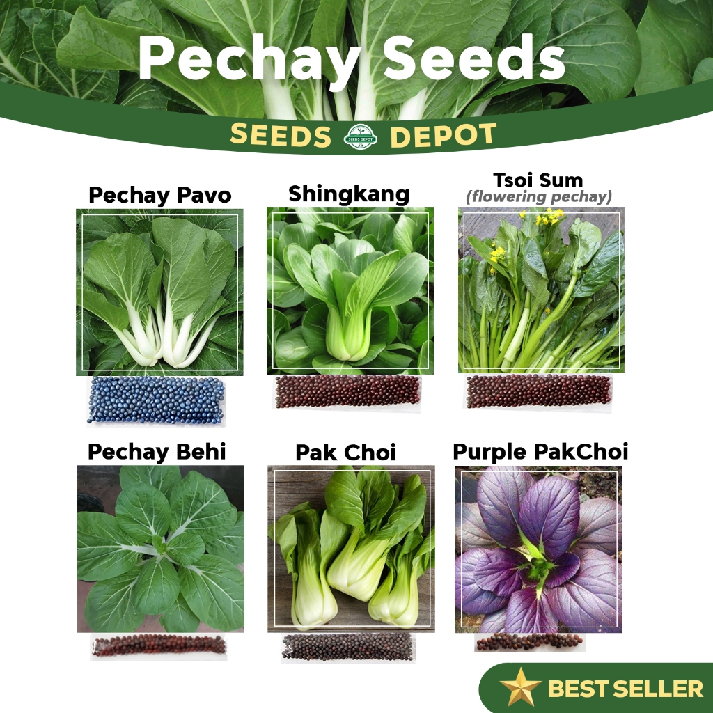 Pechay Seeds - Pavo Behi Shingkang Pakchoi Bokchoy Tsoi Sum | Shopee ...