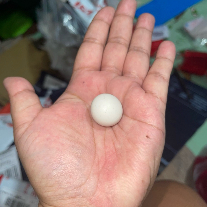 Bato Omo White Leklai with Dasal | Shopee Philippines