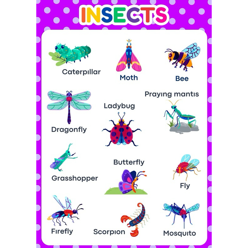 LAMINATED EDUCATIONAL CHARTS, Insects, Animals | Shopee Philippines